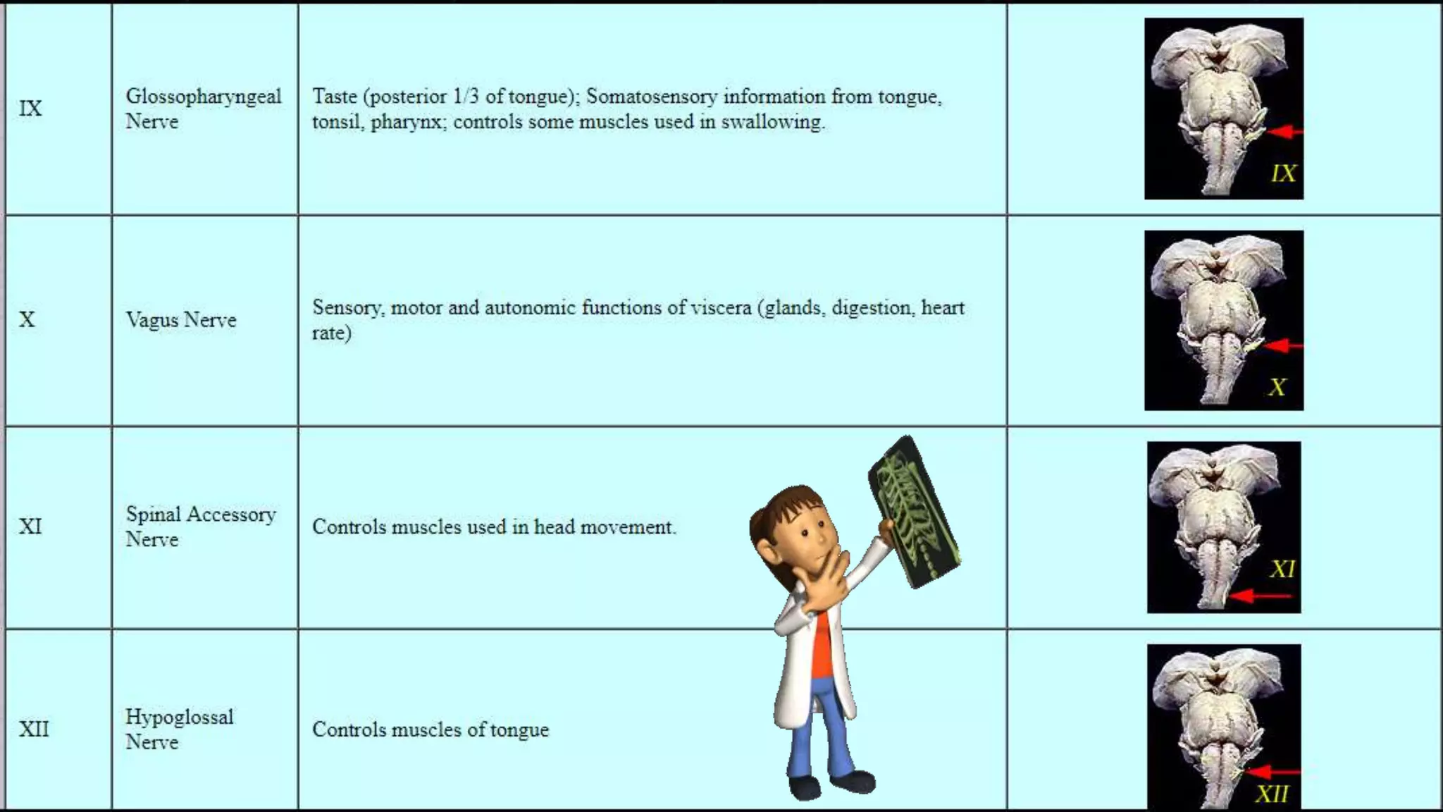 sistem saraf otonom perifer | PPTX