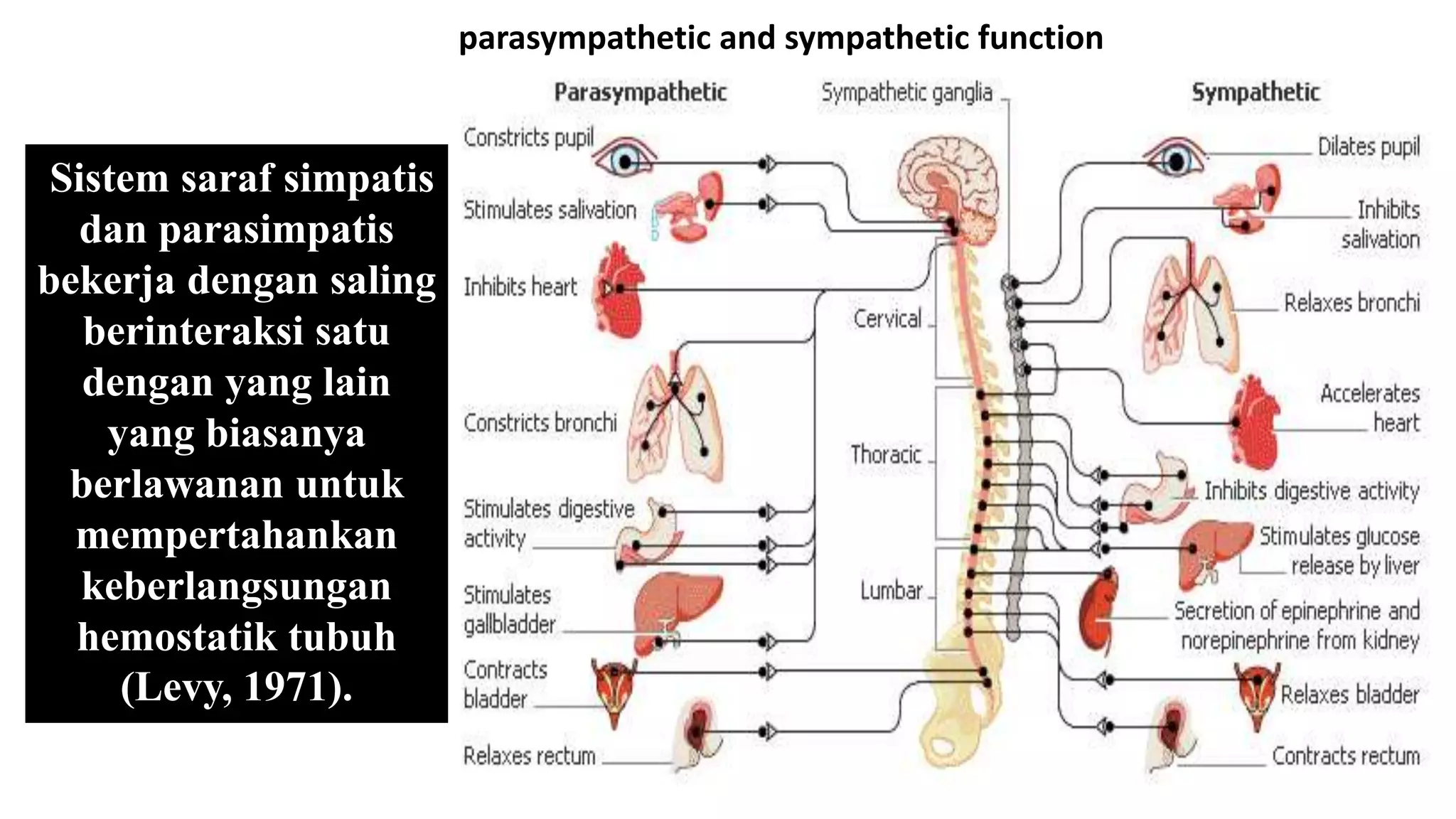 sistem saraf otonom perifer | PPTX