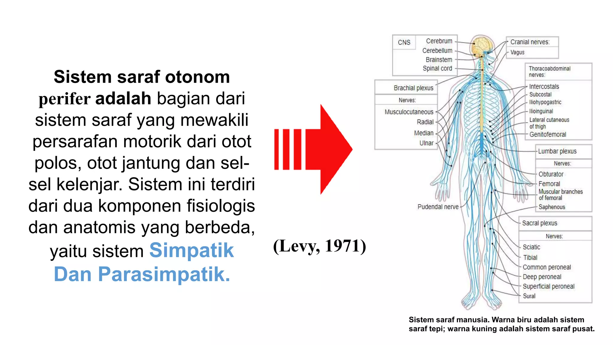 sistem saraf otonom perifer | PPTX
