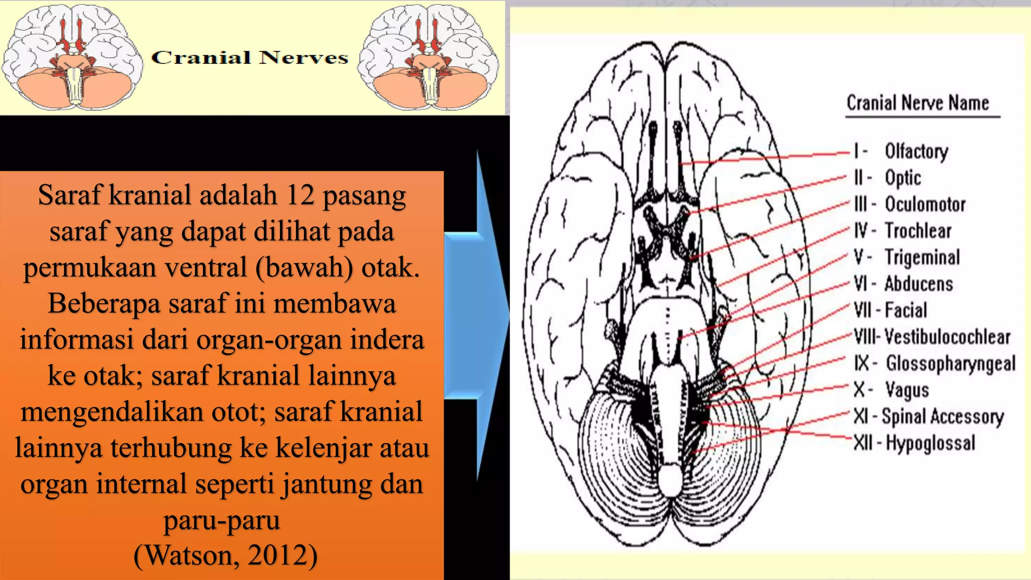 sistem saraf otonom perifer | PPTX
