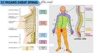 sistem saraf otonom perifer | PPTX