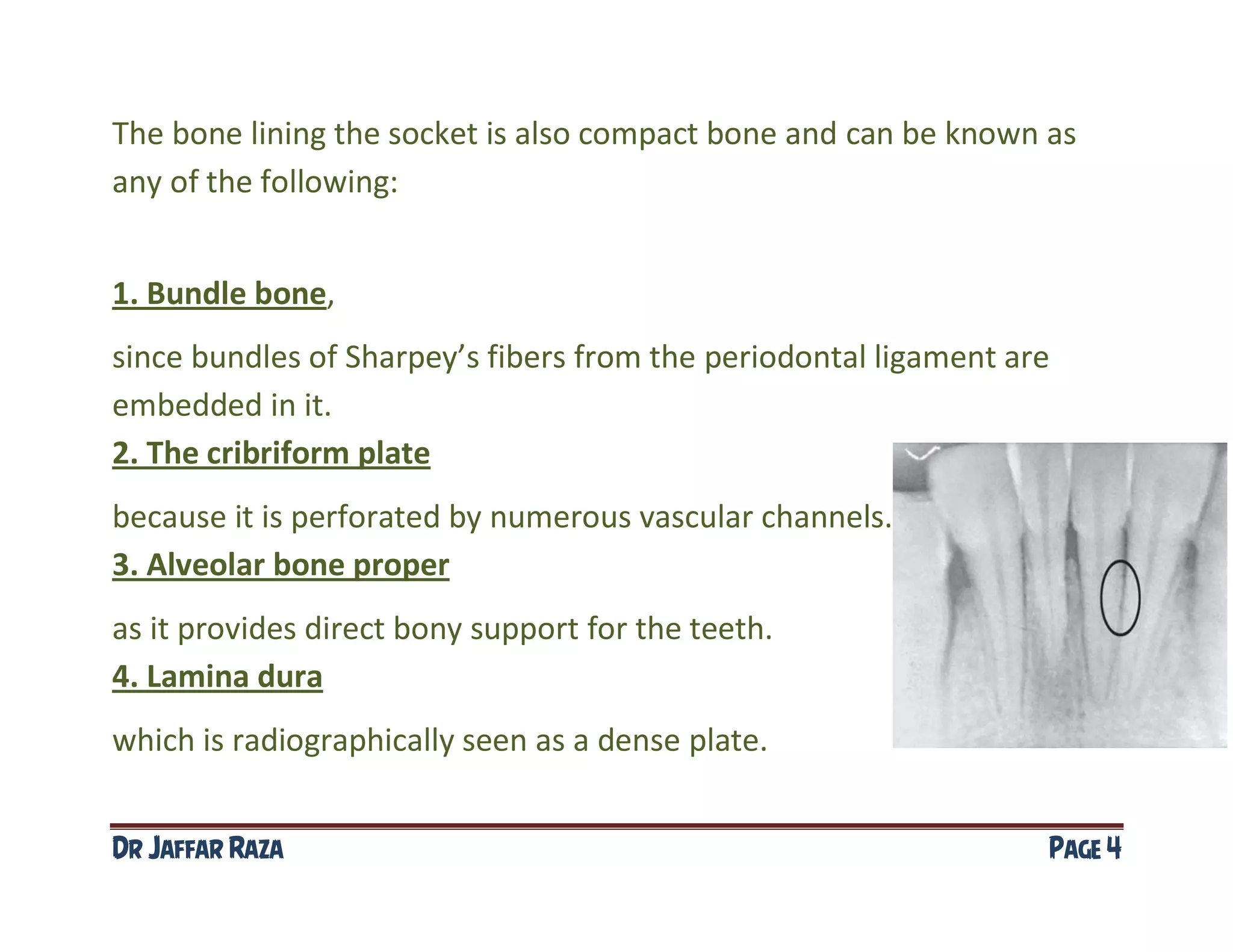 02 alveolar bone | PPT