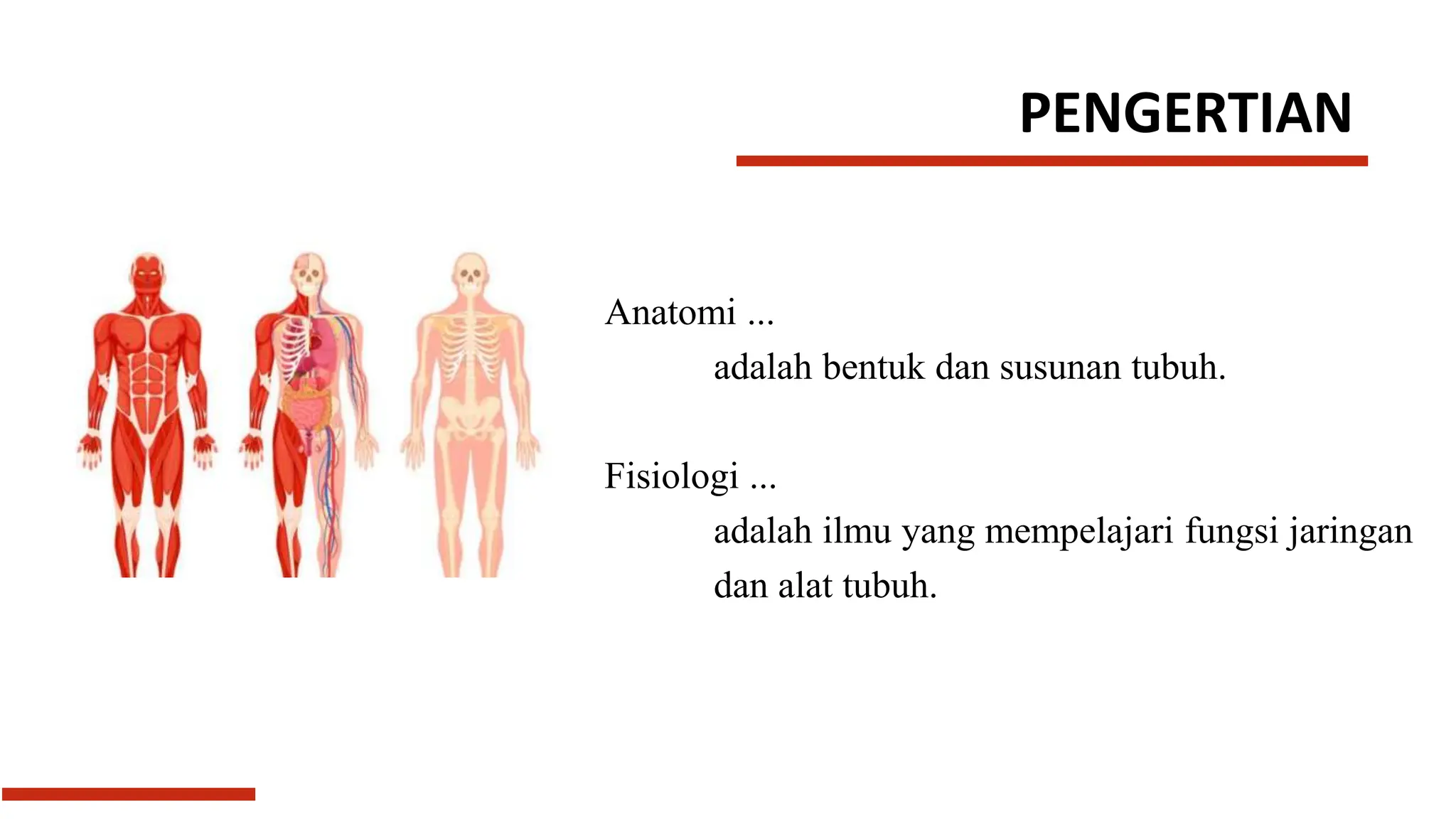 Materi dasar-dasar P3K - 02 Anatomi dan fisiologi | PPT