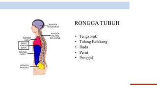 Materi dasar-dasar P3K - 02 Anatomi dan fisiologi | PPT