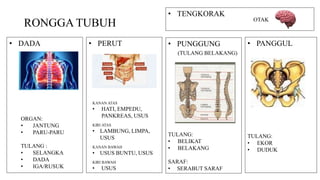 Materi dasar-dasar P3K - 02 Anatomi dan fisiologi | PPT