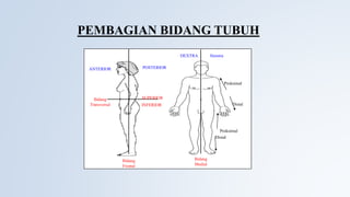 Materi dasar-dasar P3K - 02 Anatomi dan fisiologi | PDF