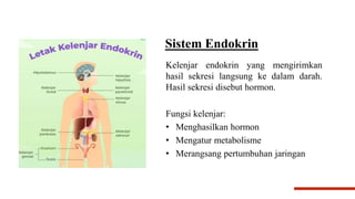 Materi dasar-dasar P3K - 02 Anatomi dan fisiologi | PDF