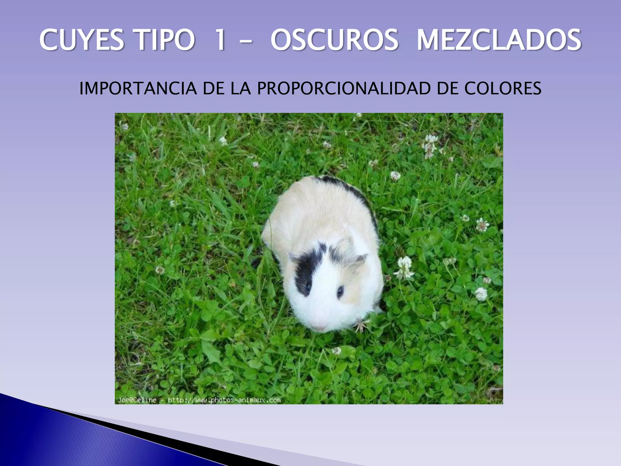 02_Anatomia_y_fisiologia_del_cuy.pdf