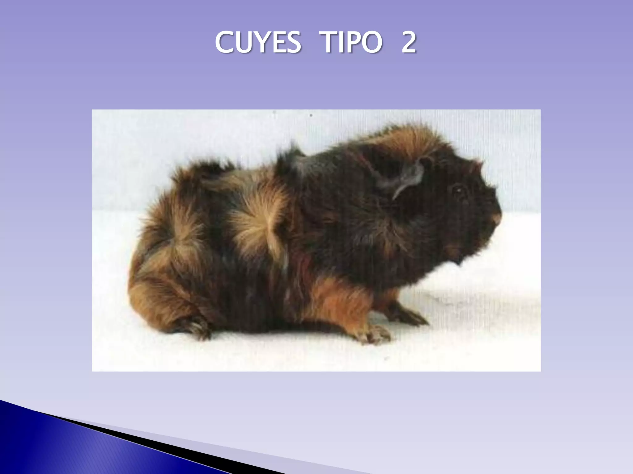 02_Anatomia_y_fisiologia_del_cuy.pdf