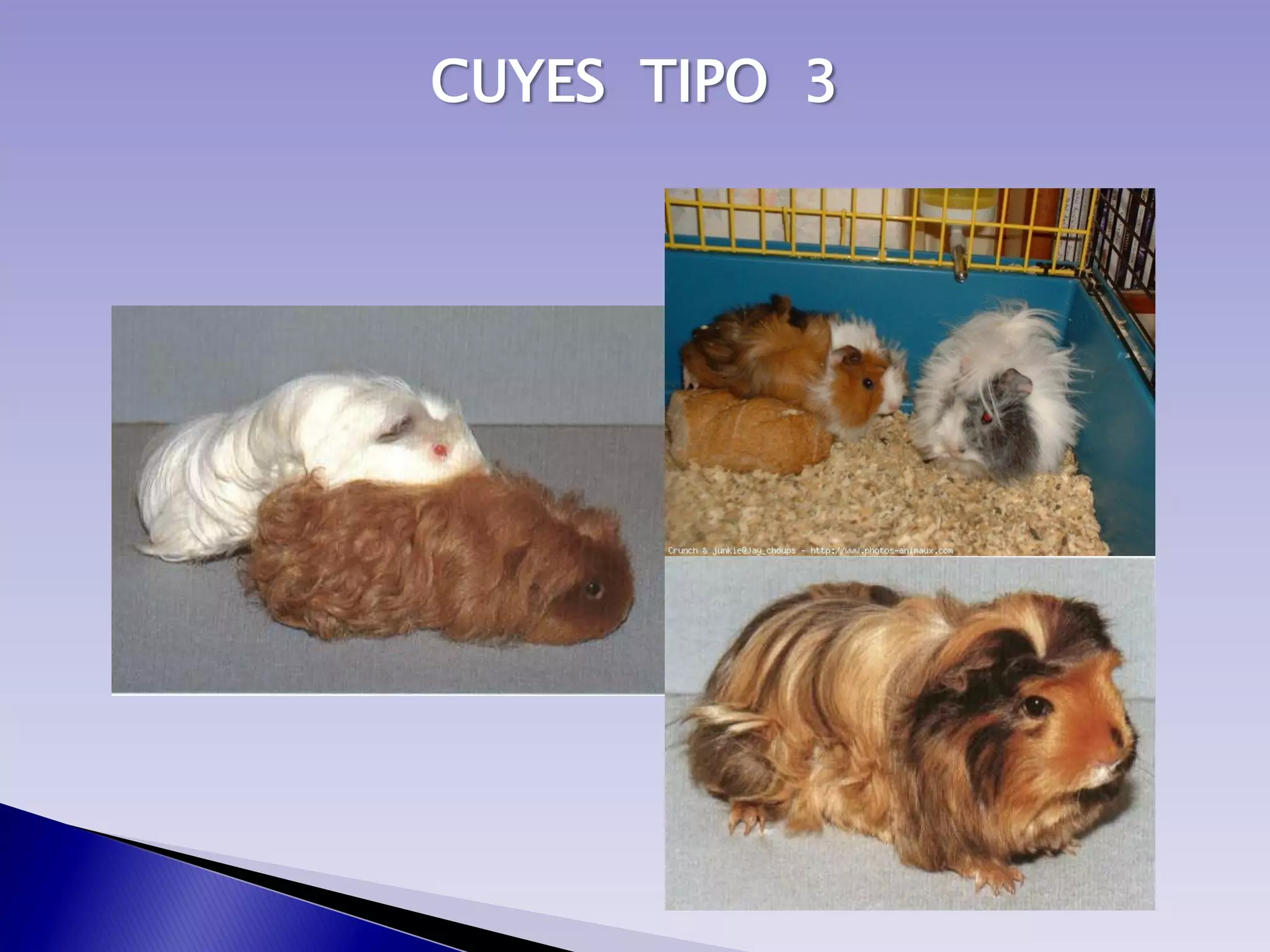 02_Anatomia_y_fisiologia_del_cuy.pdf