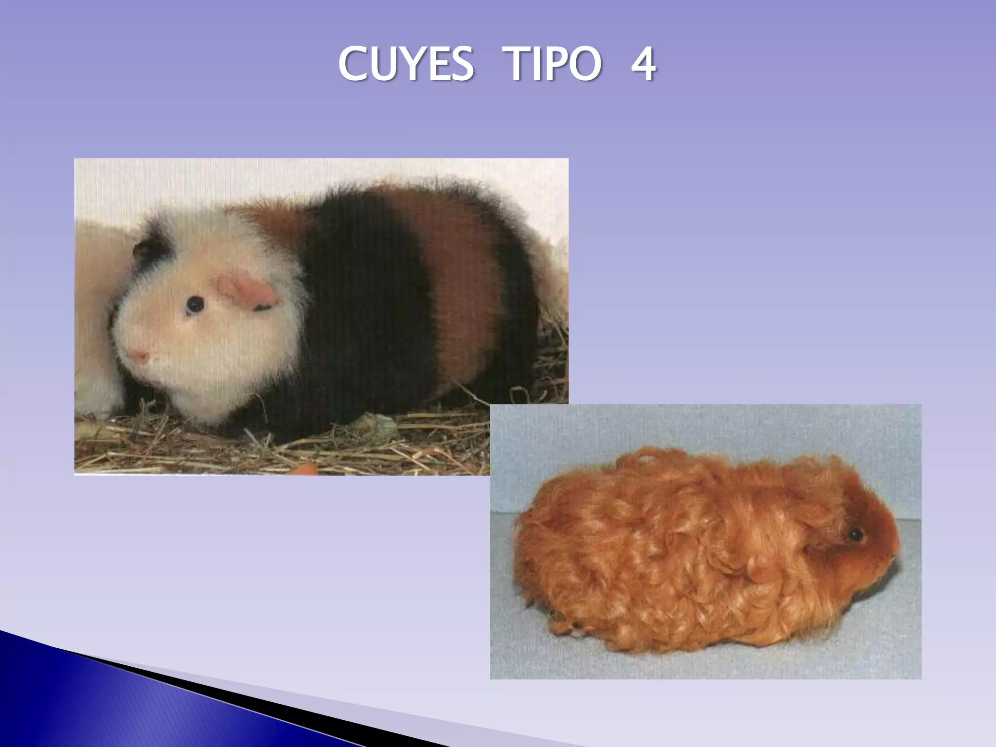 02_Anatomia_y_fisiologia_del_cuy.pdf