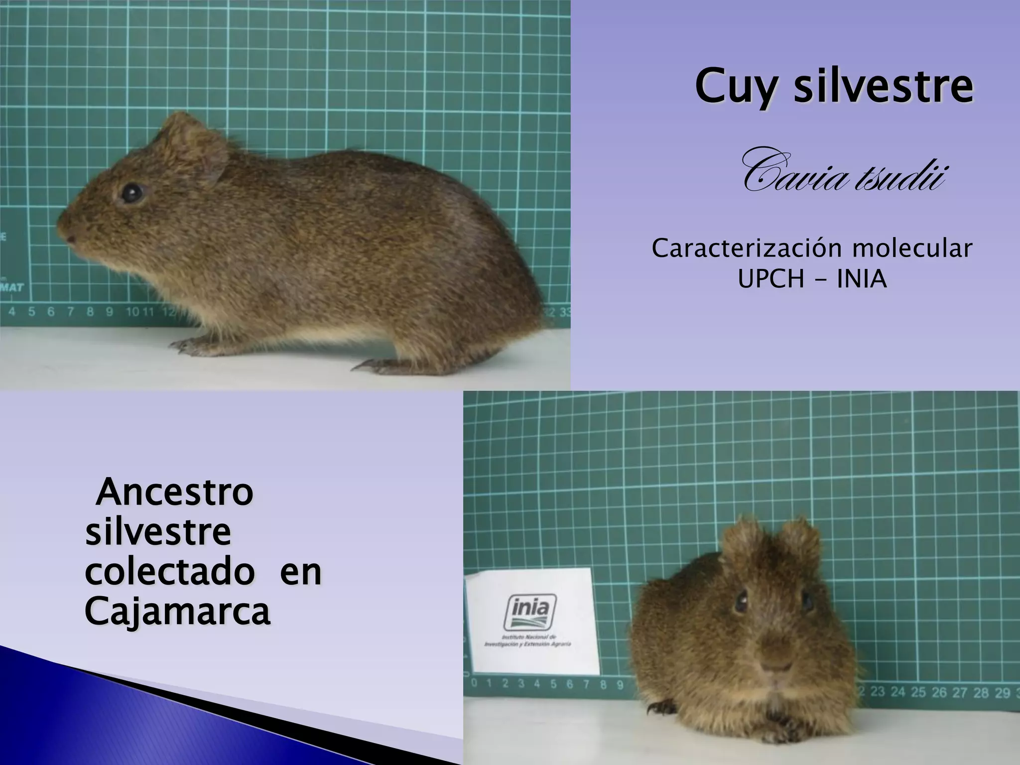 02_Anatomia_y_fisiologia_del_cuy.pdf