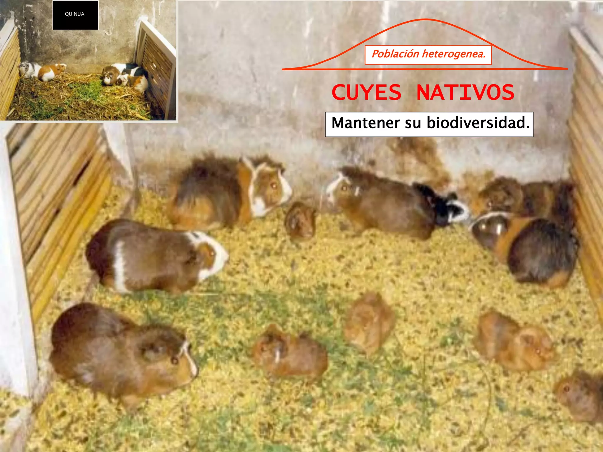 02_Anatomia_y_fisiologia_del_cuy.pdf