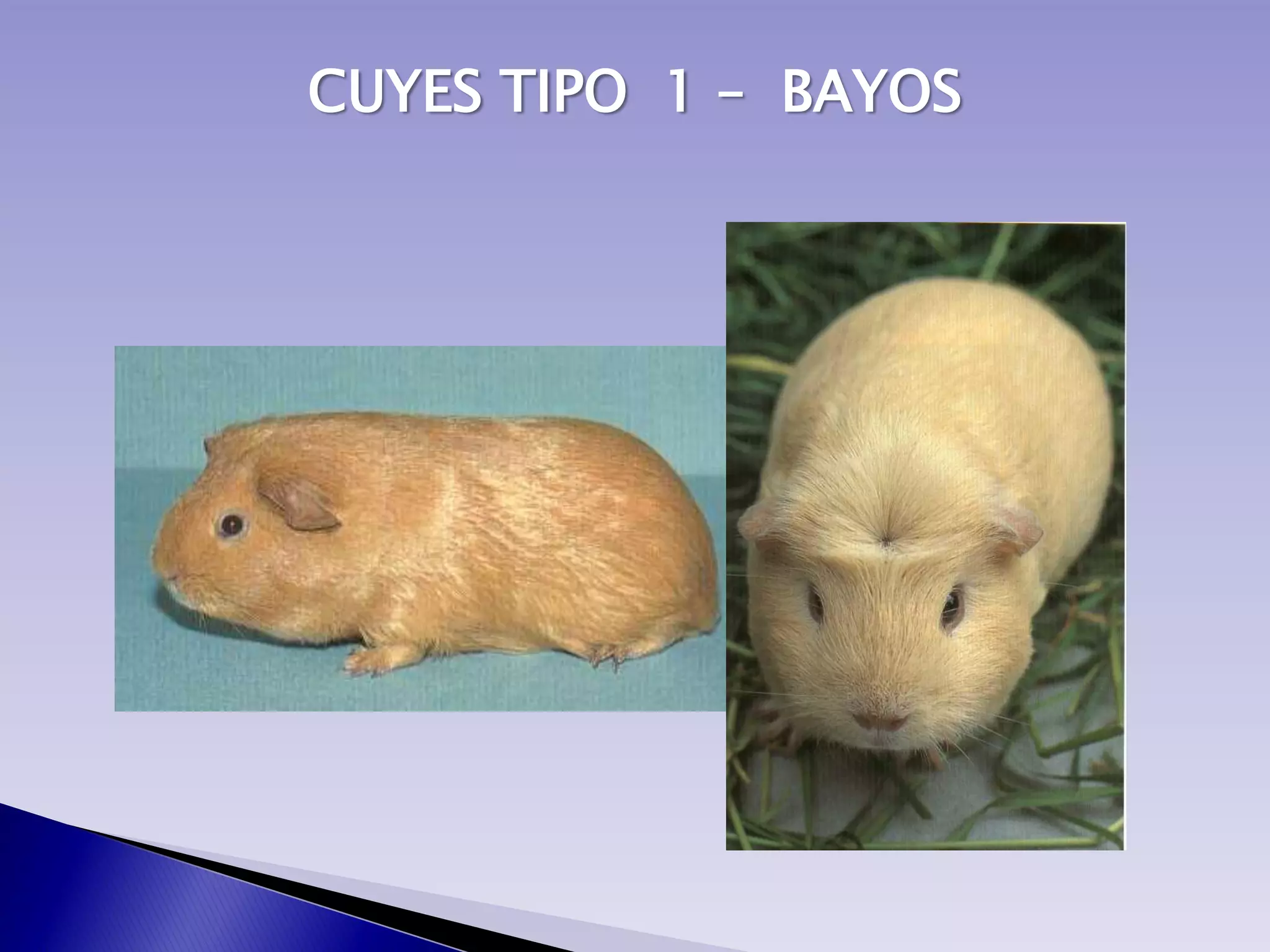 02_Anatomia_y_fisiologia_del_cuy.pdf