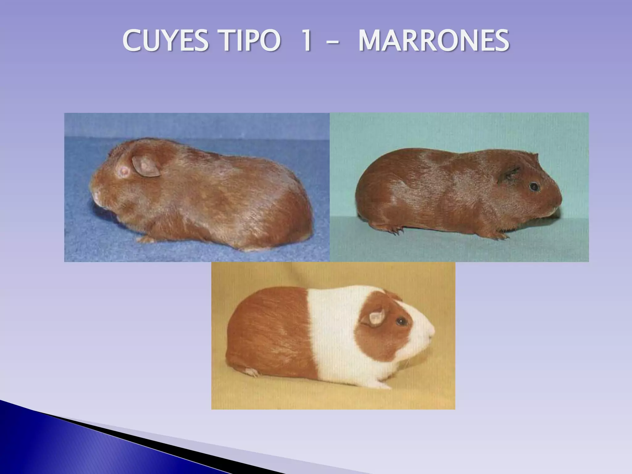 02_Anatomia_y_fisiologia_del_cuy.pdf