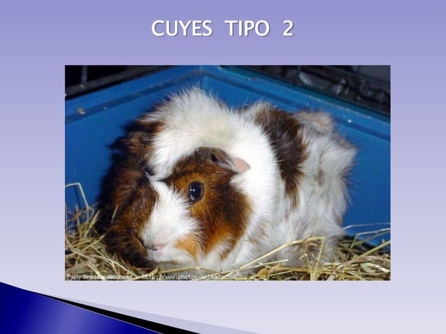 02_Anatomia_y_fisiologia_del_cuy.pdf