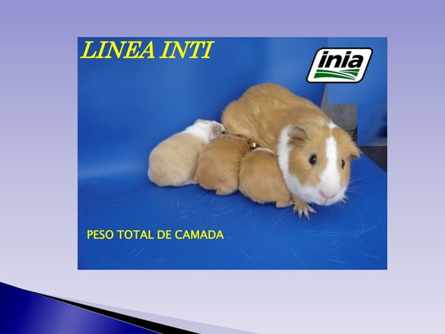 02_Anatomia_y_fisiologia_del_cuy.pdf