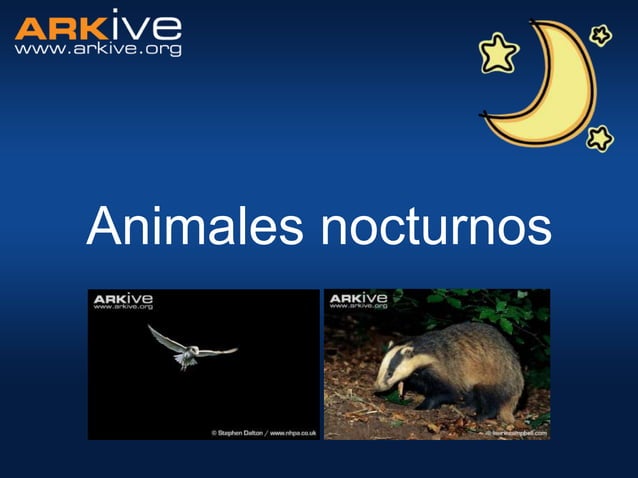 02_animales nocturnos.ppt