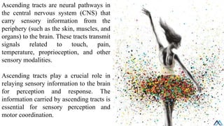 Ascending pathway / Ascending pathway .pdf