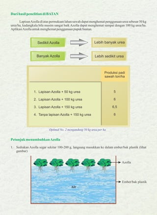 Azolla : Pabrik Mini Nitrogen | PDF