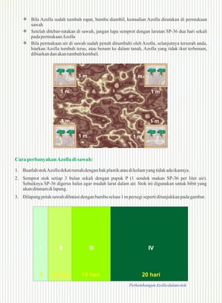 Azolla : Pabrik Mini Nitrogen | PDF