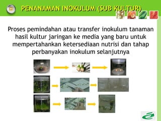 02_Bahan Tayang Sub Kultur-Multiplikasi-Pengakaran 2023.pdf