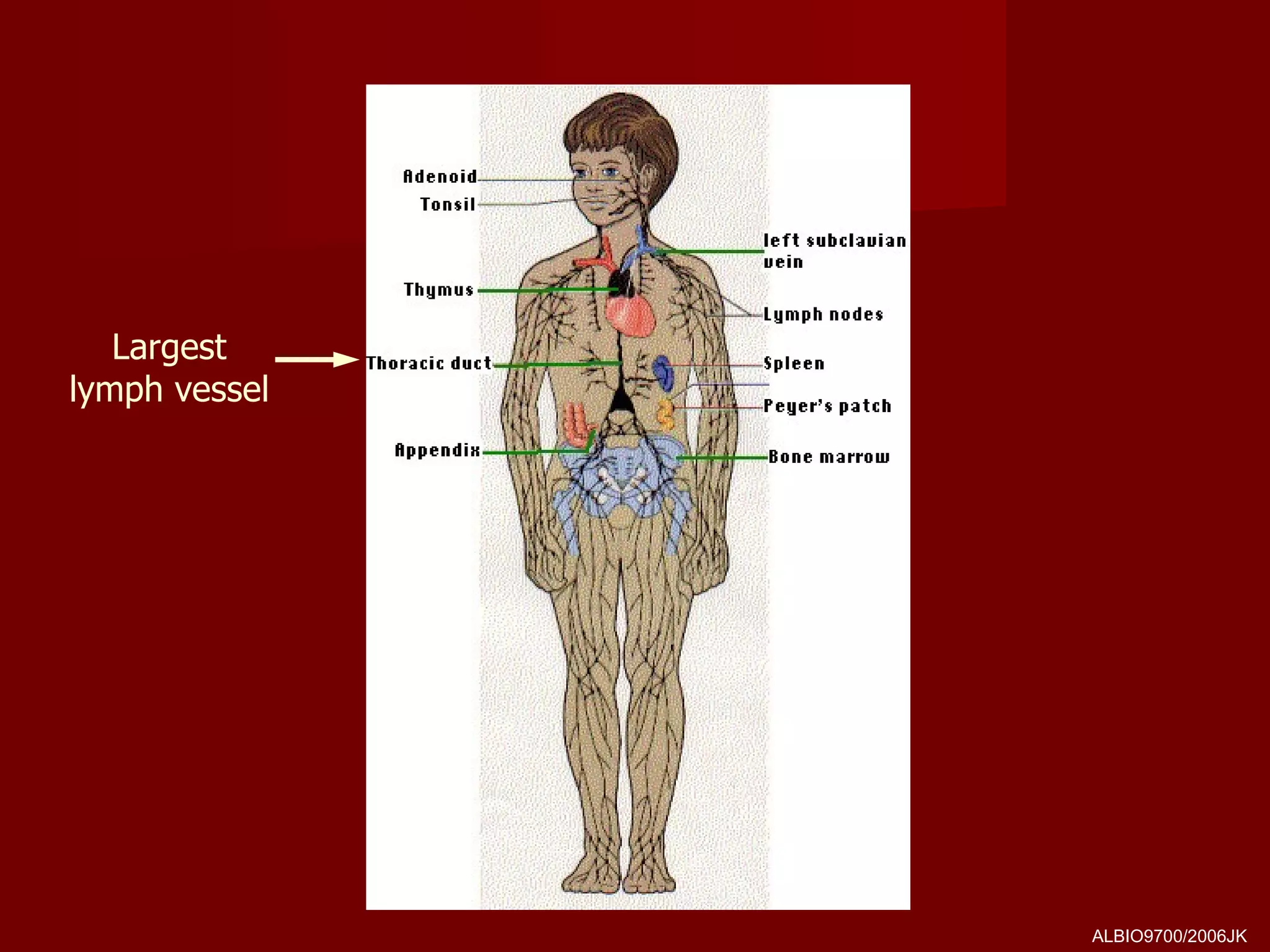 02 Blood, Tissue Fluid and Lymph | PPT