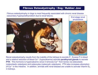 02_disease of bone_metabolic general.pdf