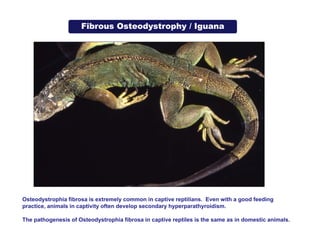 02_disease of bone_metabolic general.pdf