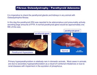 02_disease of bone_metabolic general.pdf