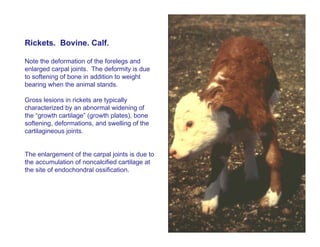 02_disease of bone_metabolic general.pdf