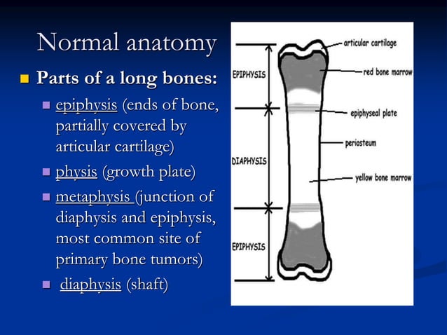 02 Bone Pathology Lec 1, ug cls, with gross and microscopy | PPT