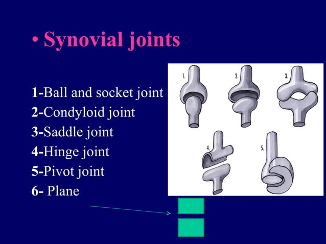 02 Bones, Joints, Muscles General Considerations | PPT