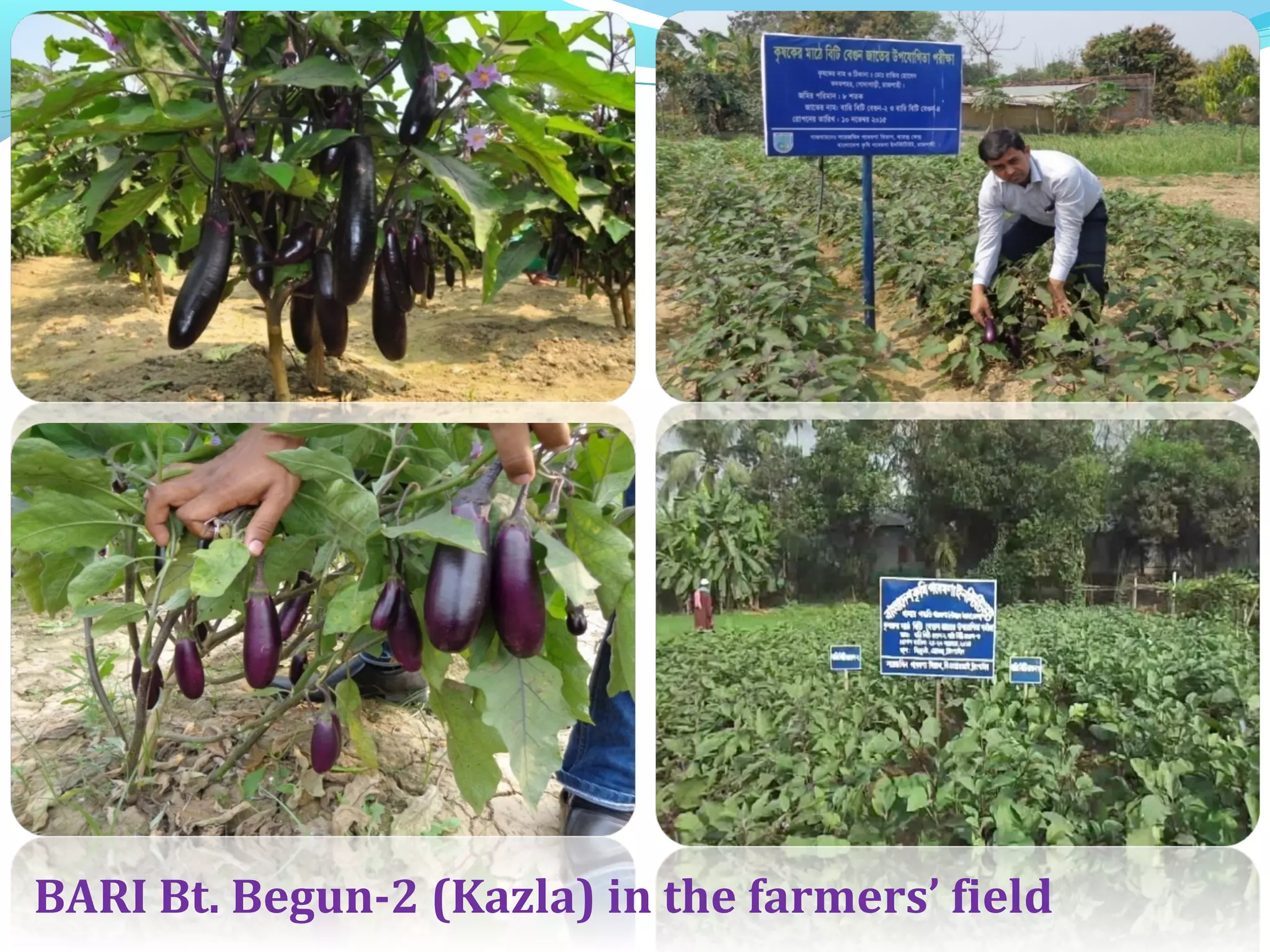 Success of Bt Brinjal in Bangladesh | PPT