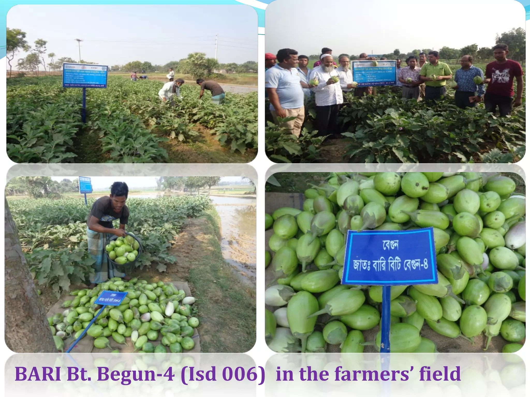 Success of Bt Brinjal in Bangladesh | PPT