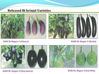 Success of Bt Brinjal in Bangladesh | PPT