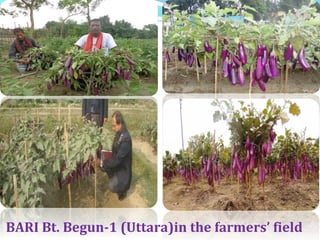 Success of Bt Brinjal in Bangladesh | PPT