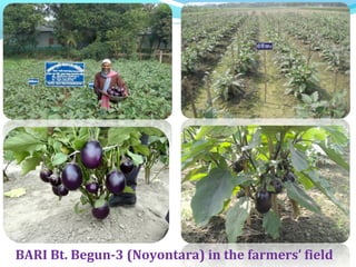 Success of Bt Brinjal in Bangladesh | PPT
