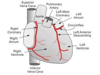 02 cardiac pathology | PPT