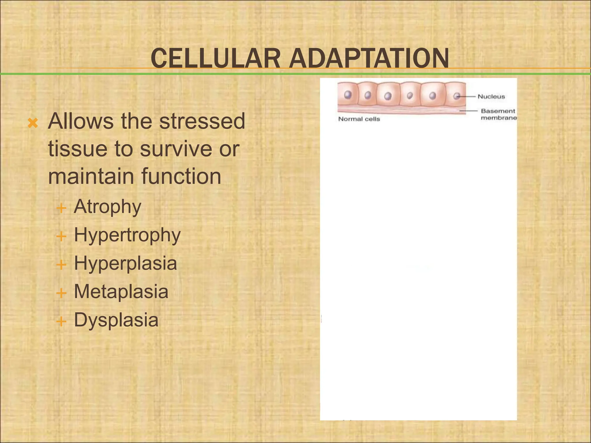 02 Cell AdaptationCell AdaptationCell AdaptationCell AdaptationCell ...