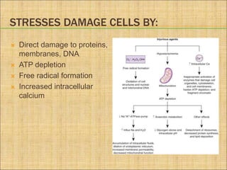 02 Cell AdaptationCell AdaptationCell AdaptationCell AdaptationCell ...