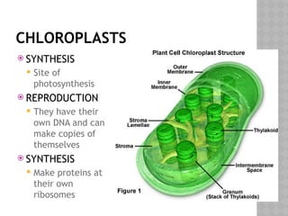 02 Cell and Cell Theory.pptx science gen bio | PPTX