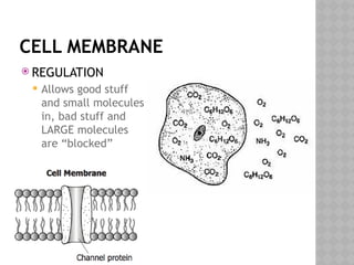 02 Cell and Cell Theory.pptx science gen bio | PPTX