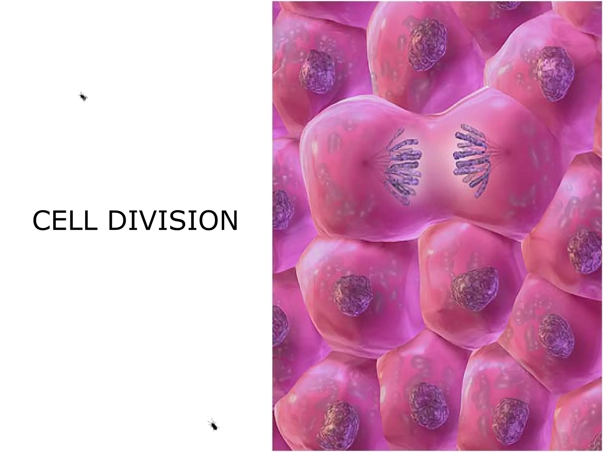 02 cell division | PPT