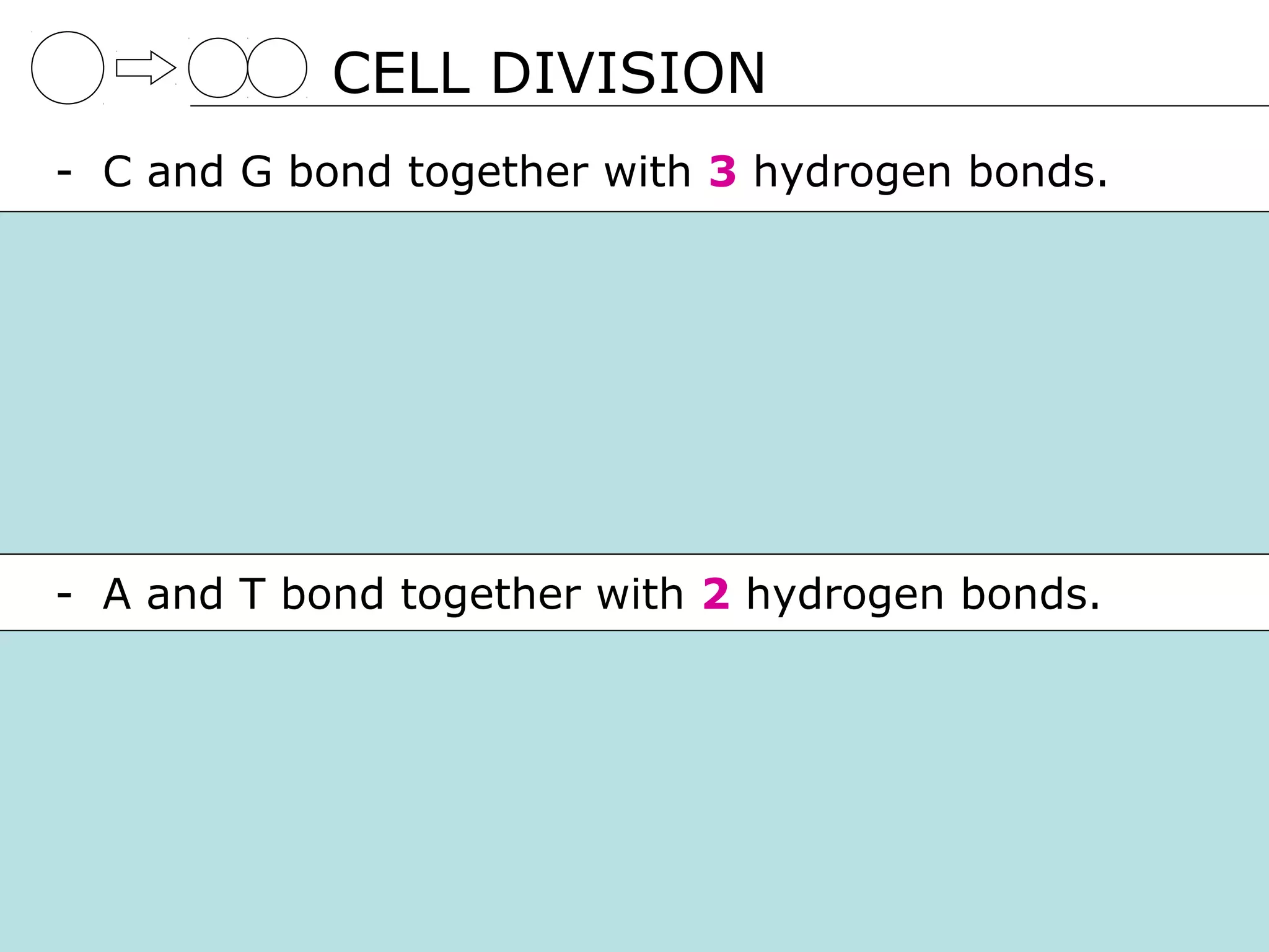 02 cell division | PPT
