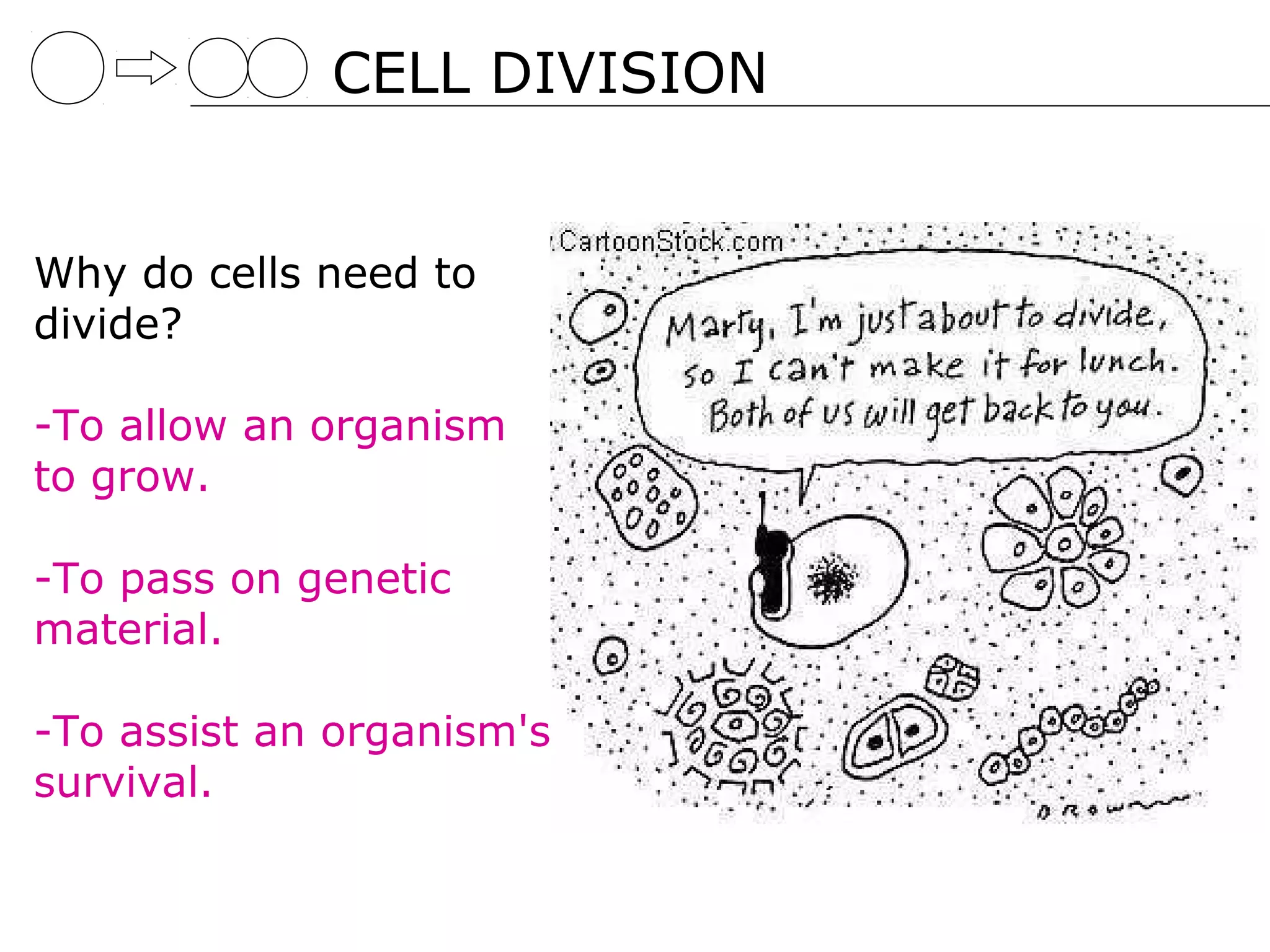 02 cell division | PPT