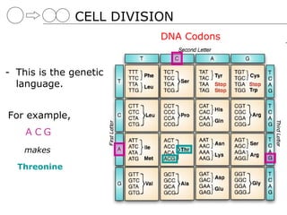 02 cell division | PPT