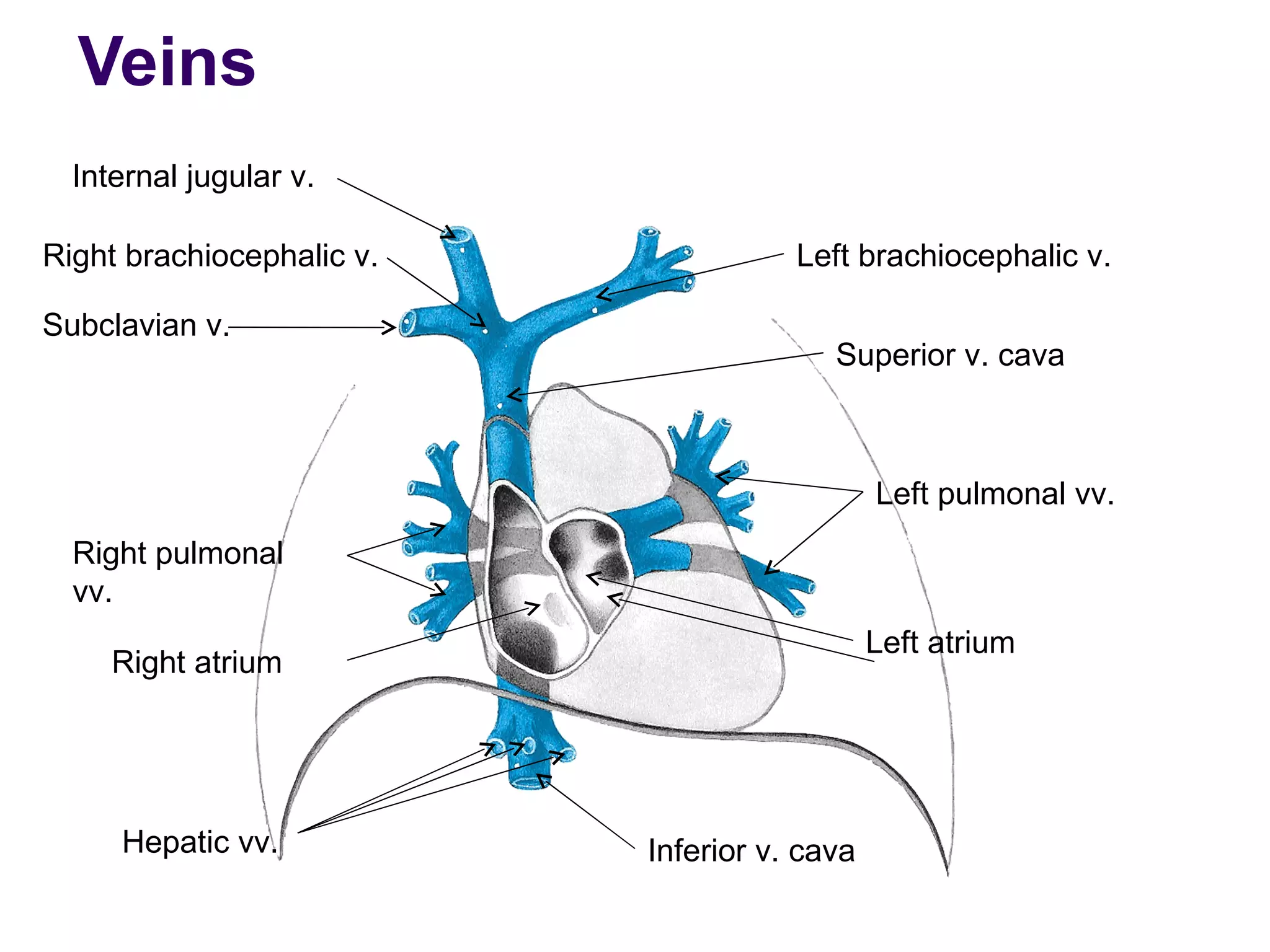chest | PPT