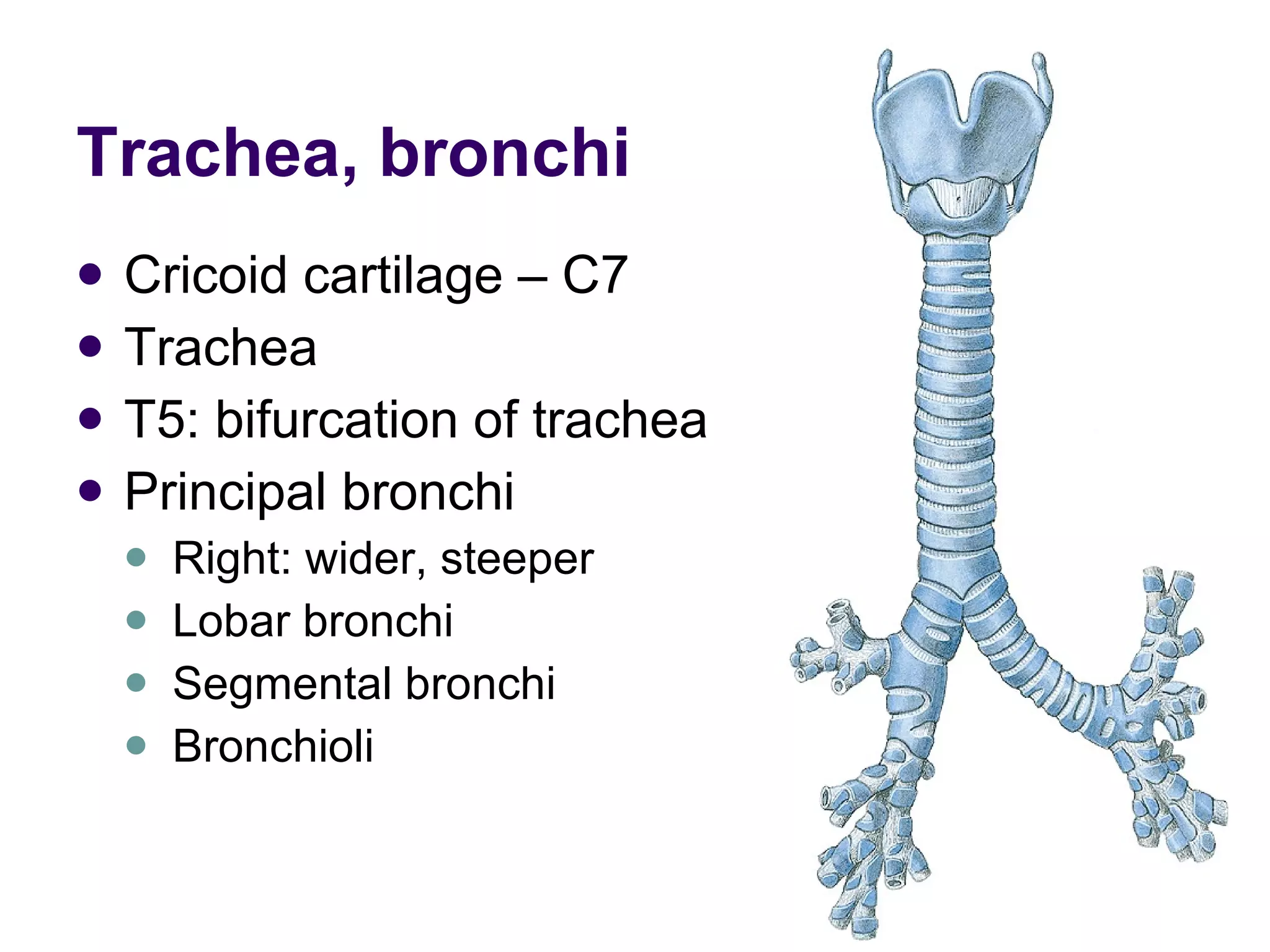 chest | PPT