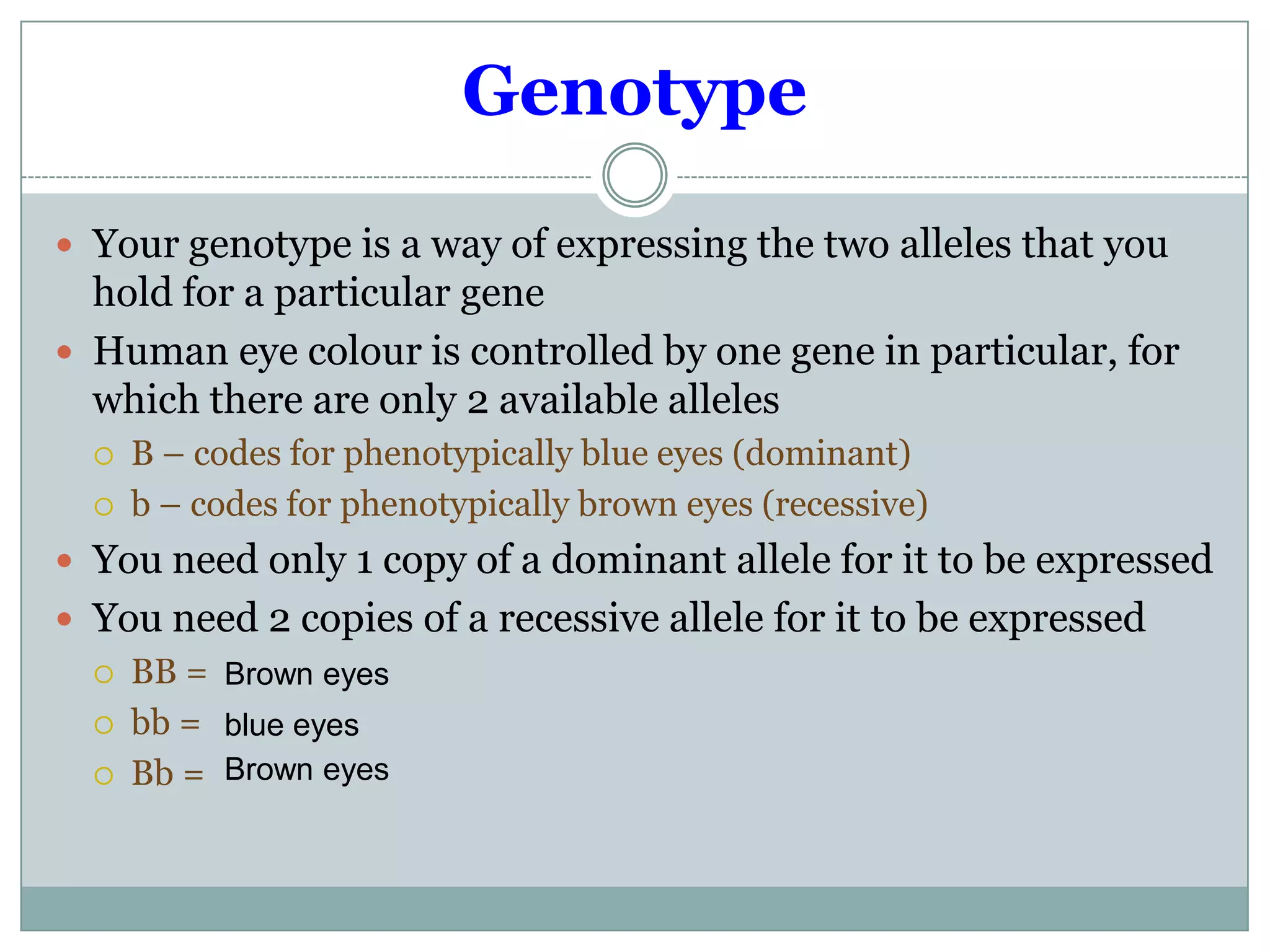 02 Chromosomes, Genes & Alleles | PPTX